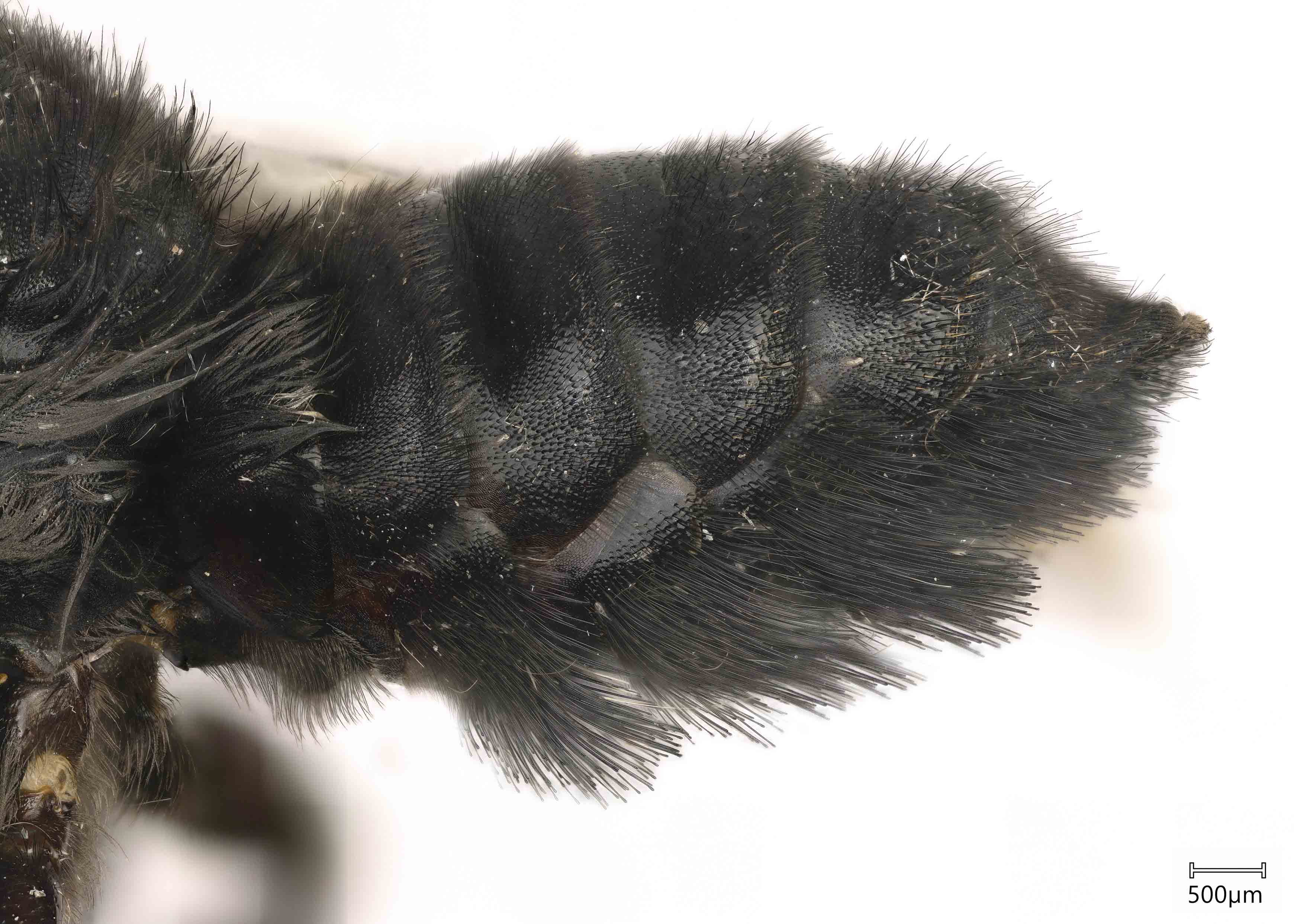 Megachile (Chrysosarus) | Exotic Bee ID